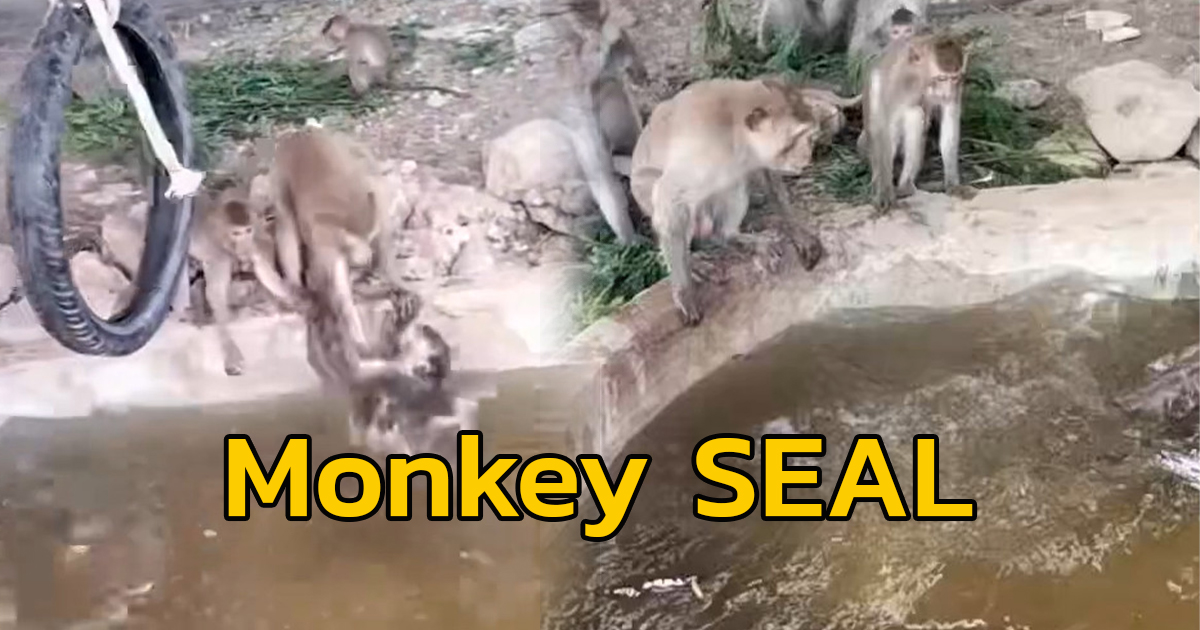 เรื่องวุ่นๆของวัยรุ่นวานร "Monkey SEAL" เราจะบอกเพื่อนอย่างไรให้เชื่อ ...